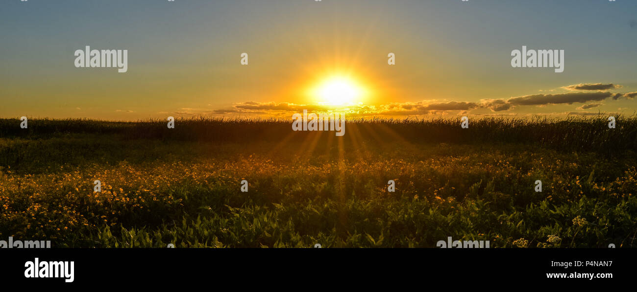 Golden colors in meadow hi-res stock photography and images - Alamy