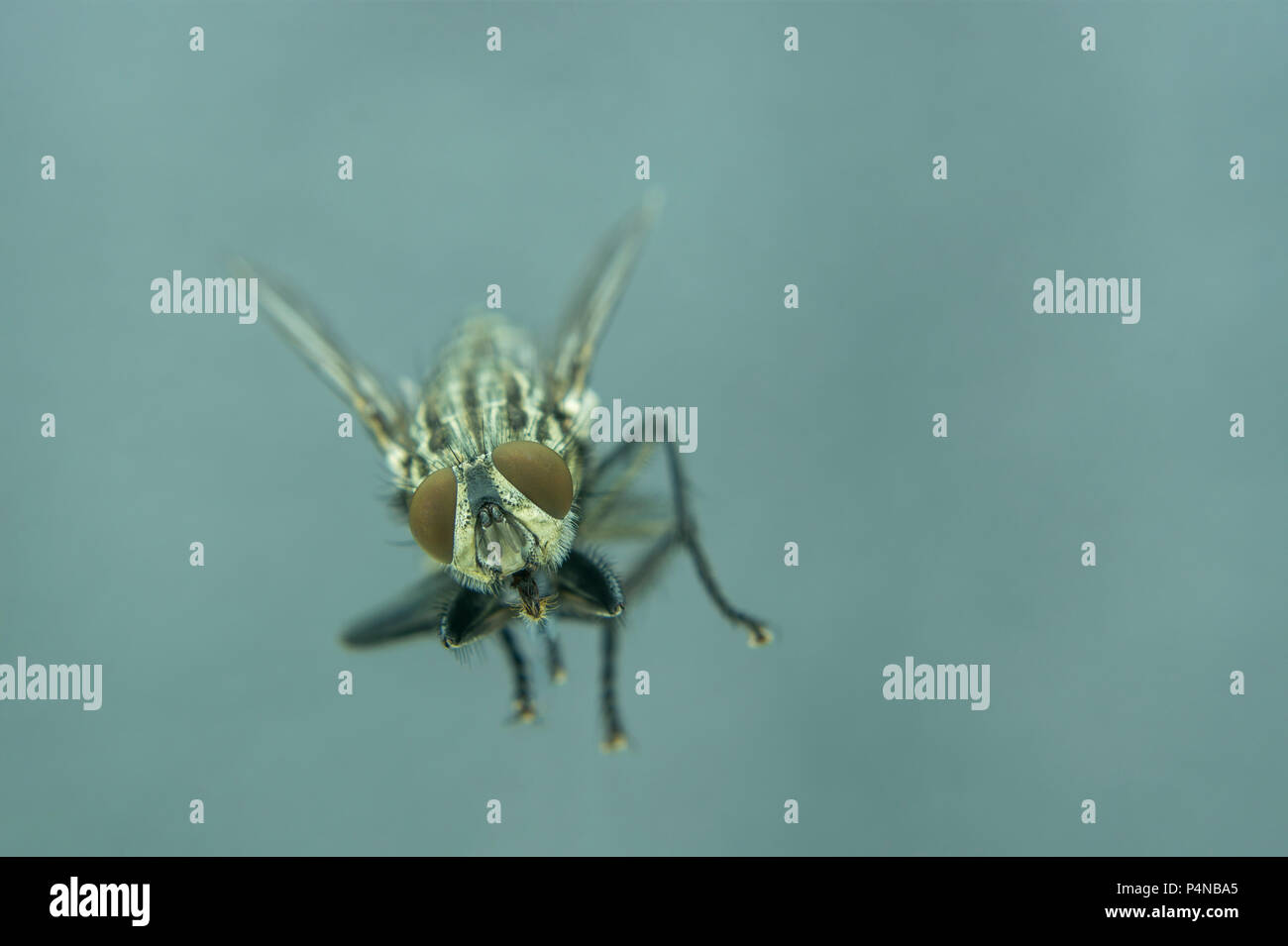 detailed fly on head, flying at home with gray background Stock Photo ...
