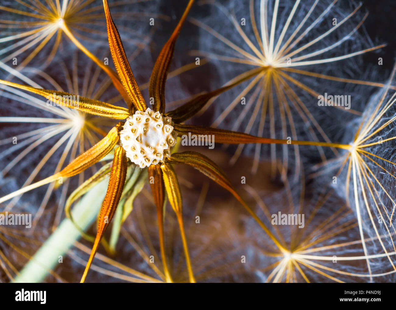 Goats Beard seed head form and shapes in nature Stock Photo - Alamy