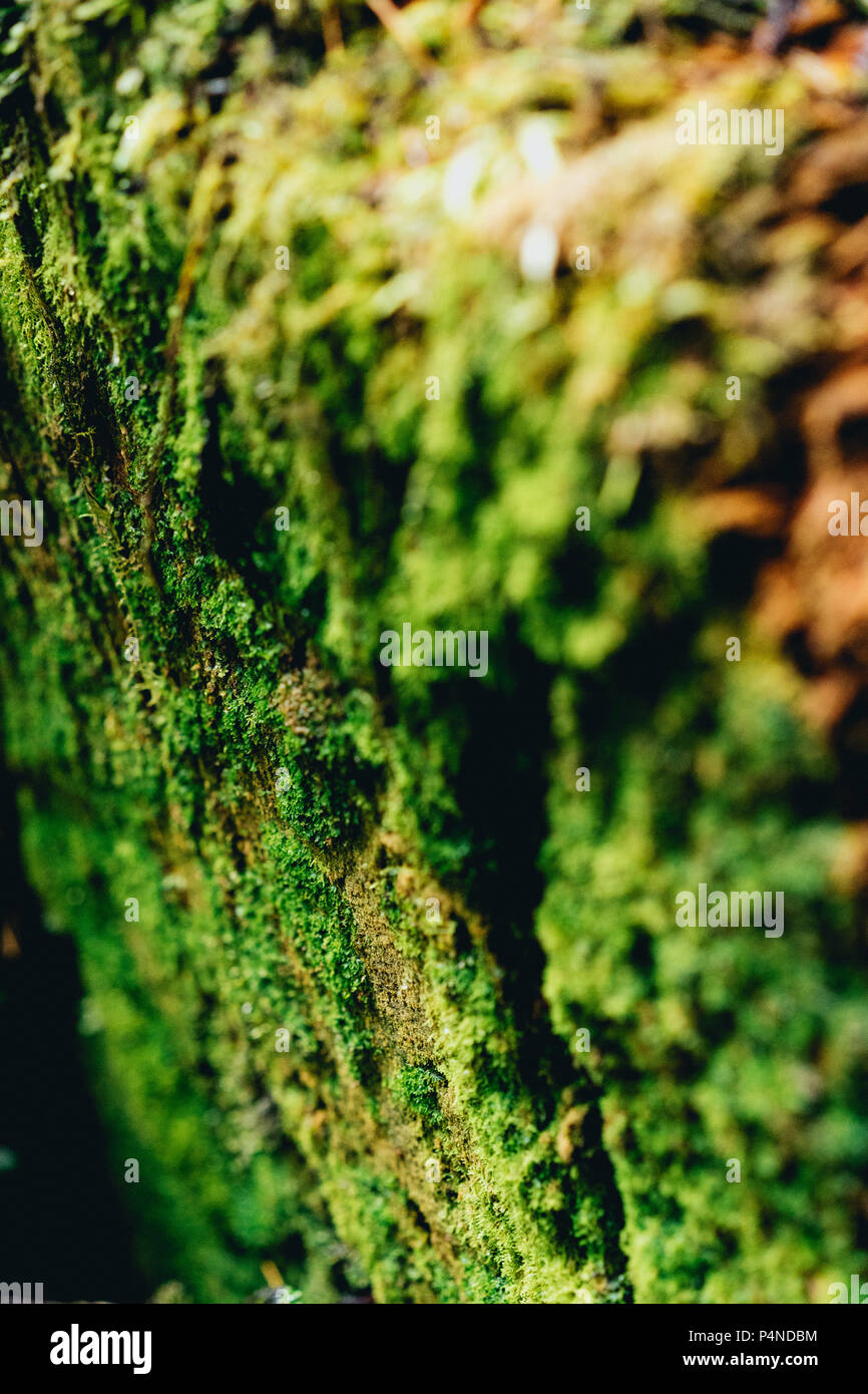 Shades Of Green Moss High Resolution Stock Photography and Images - Alamy