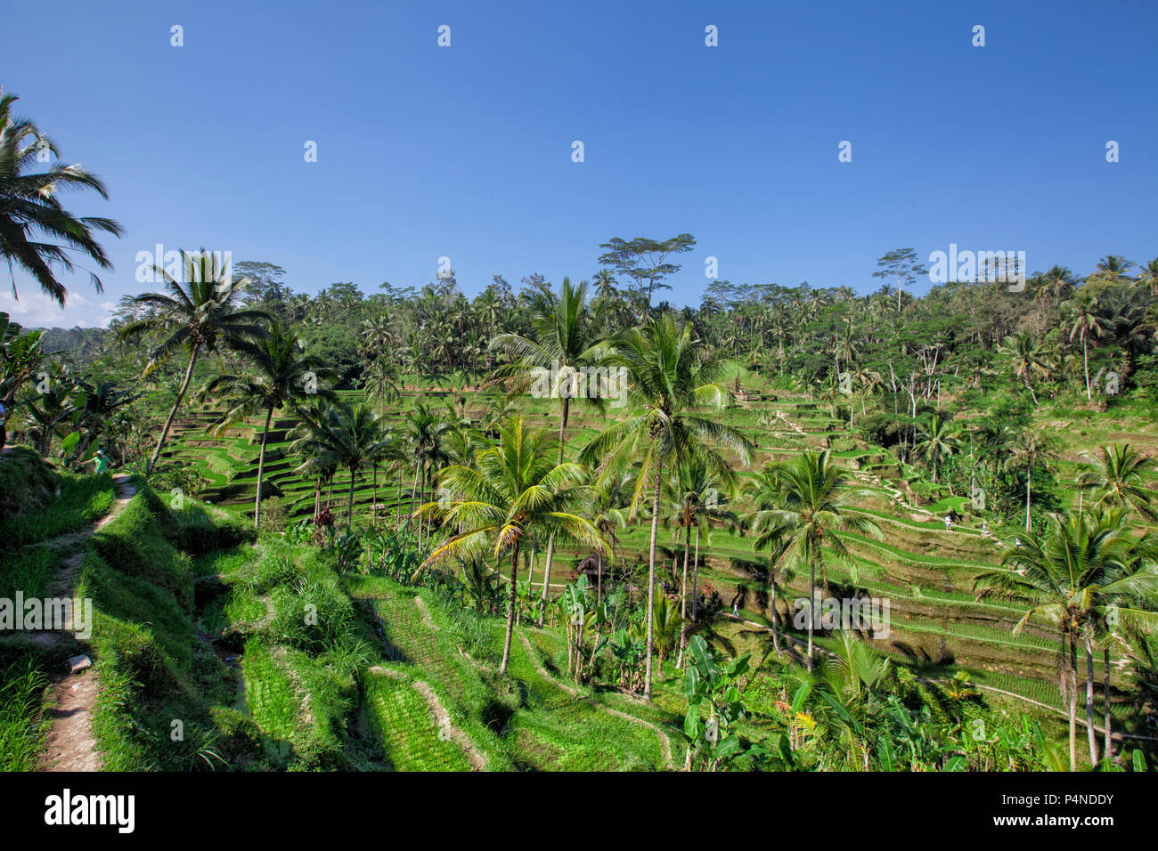 Tegallalang Rice Terraces in Ubud is famous for its beautiful scenes of ...