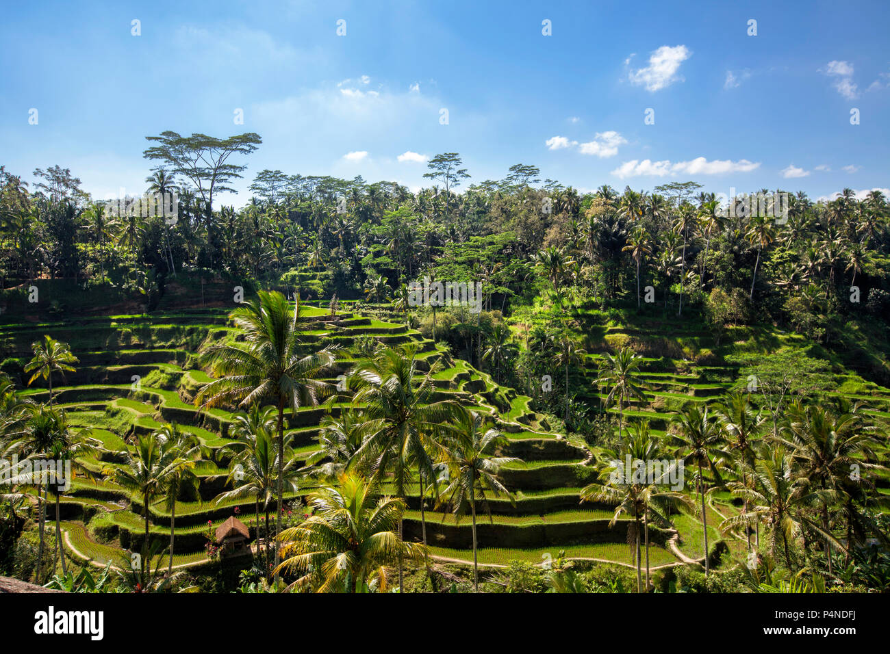 Beautiful rice terraces tegallalang hi-res stock photography and images ...