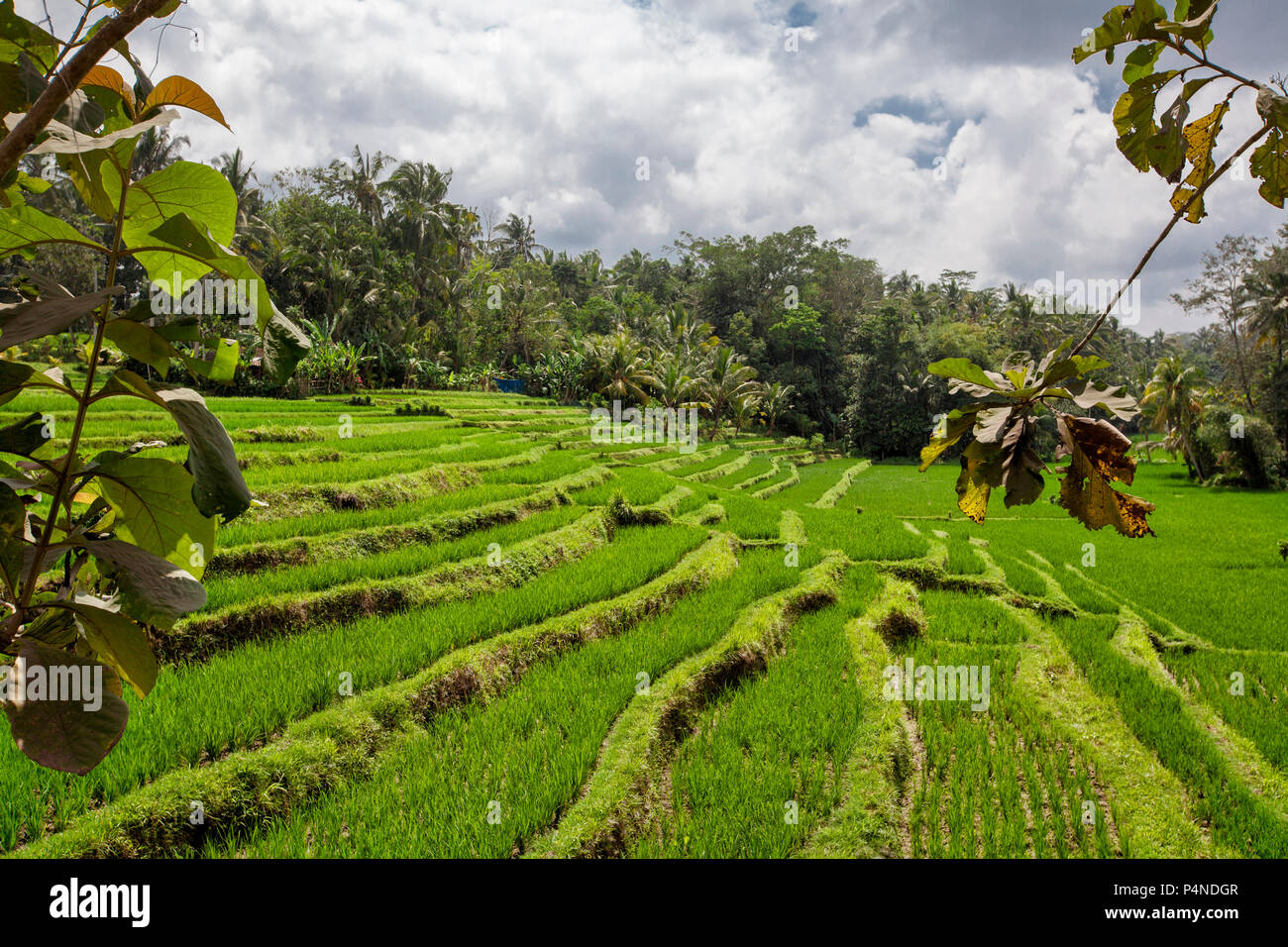 Terrace Rice Fields Stock Photo - Alamy