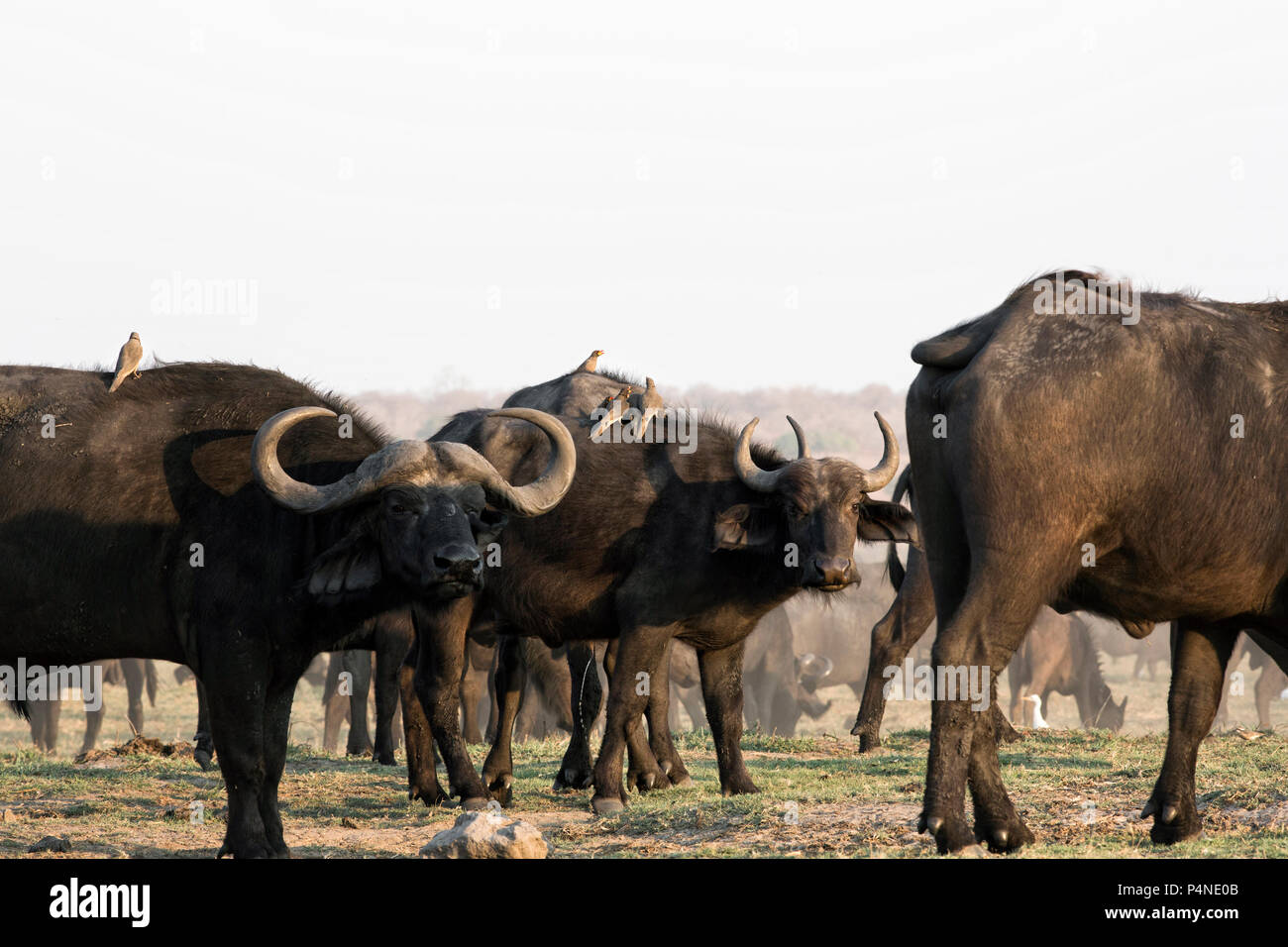 Cape buffalo with trophy horns hi-res stock photography and images - Alamy