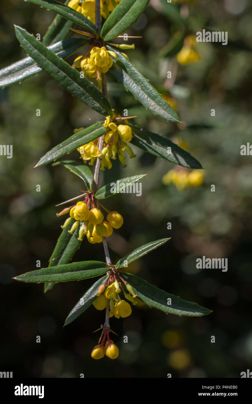 Tree bloom blossom beautiful flowers in spring season Stock Photo - Alamy