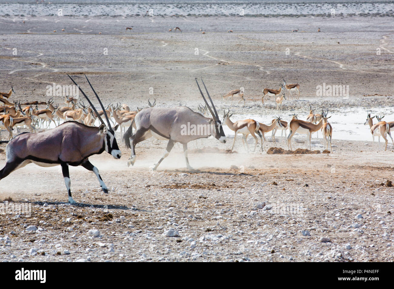 The gemsbok or gemsbuck (Oryx gazella) in the desert. Oryx in the dry ...