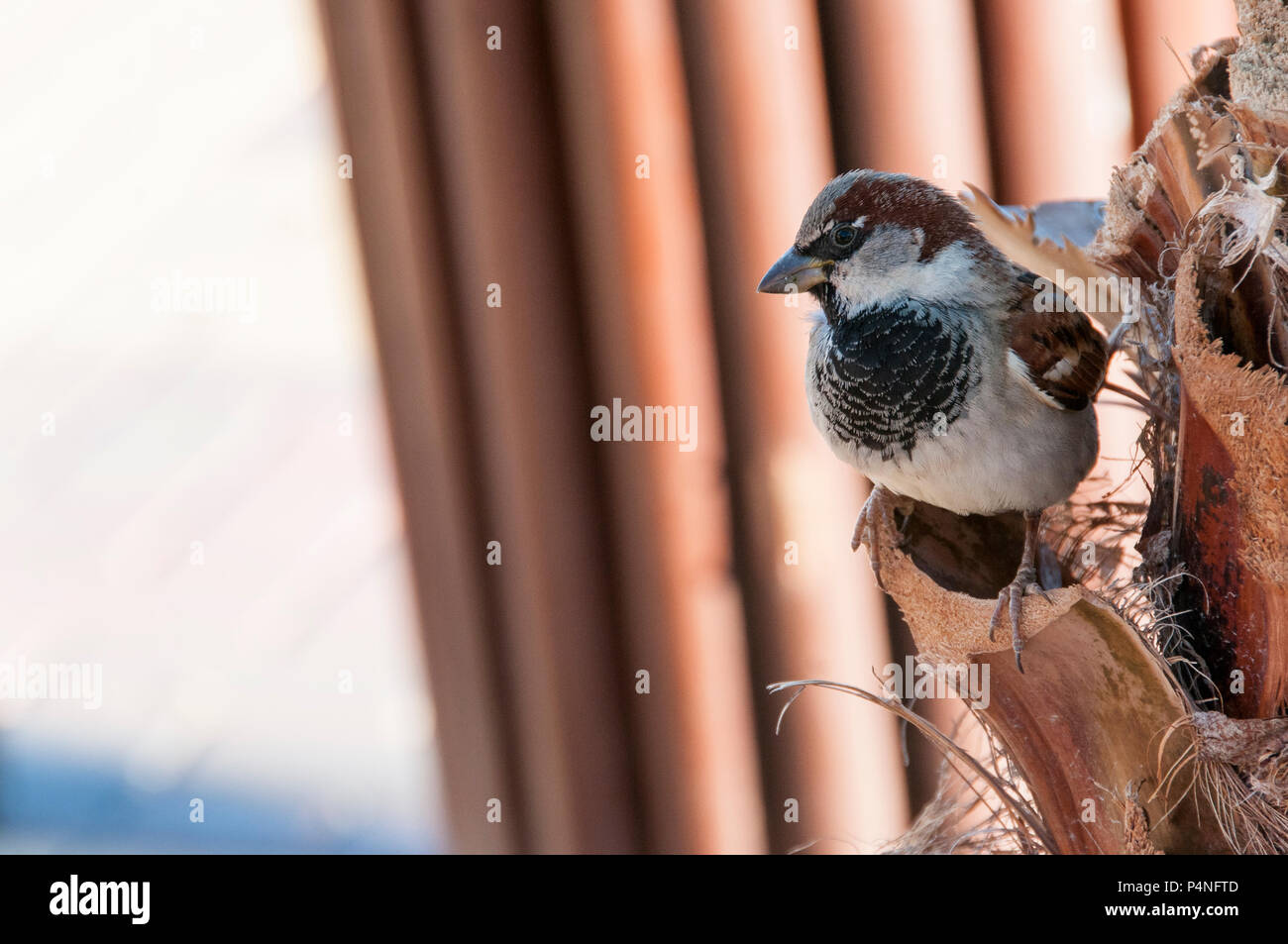 Bird sat on a perch in Spain Stock Photo - Alamy