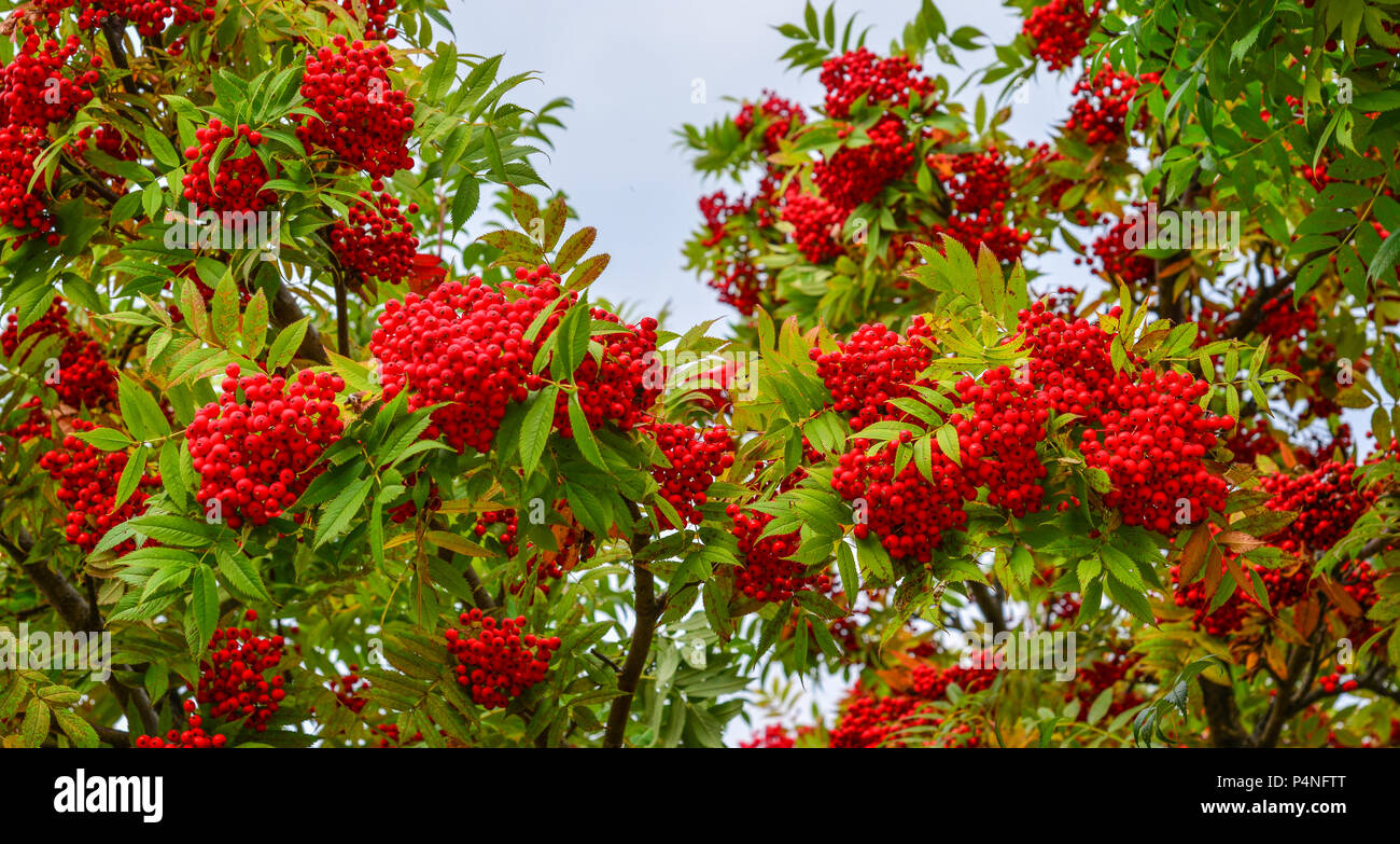 Red berry fruits on the tree at countryside in Hokkaido, Japan Stock ...