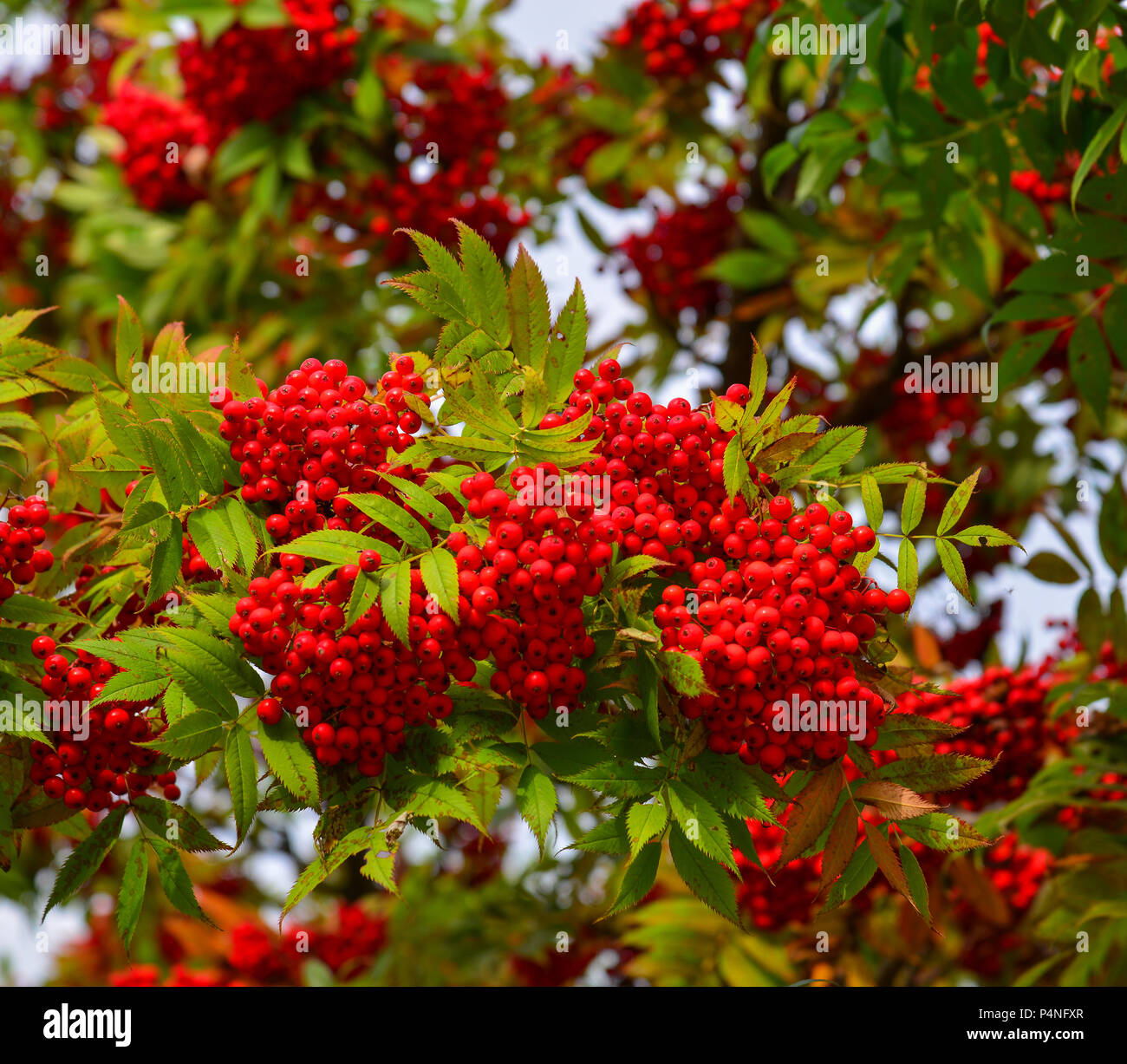 Red berry fruits on the tree at countryside in Hokkaido, Japan Stock ...