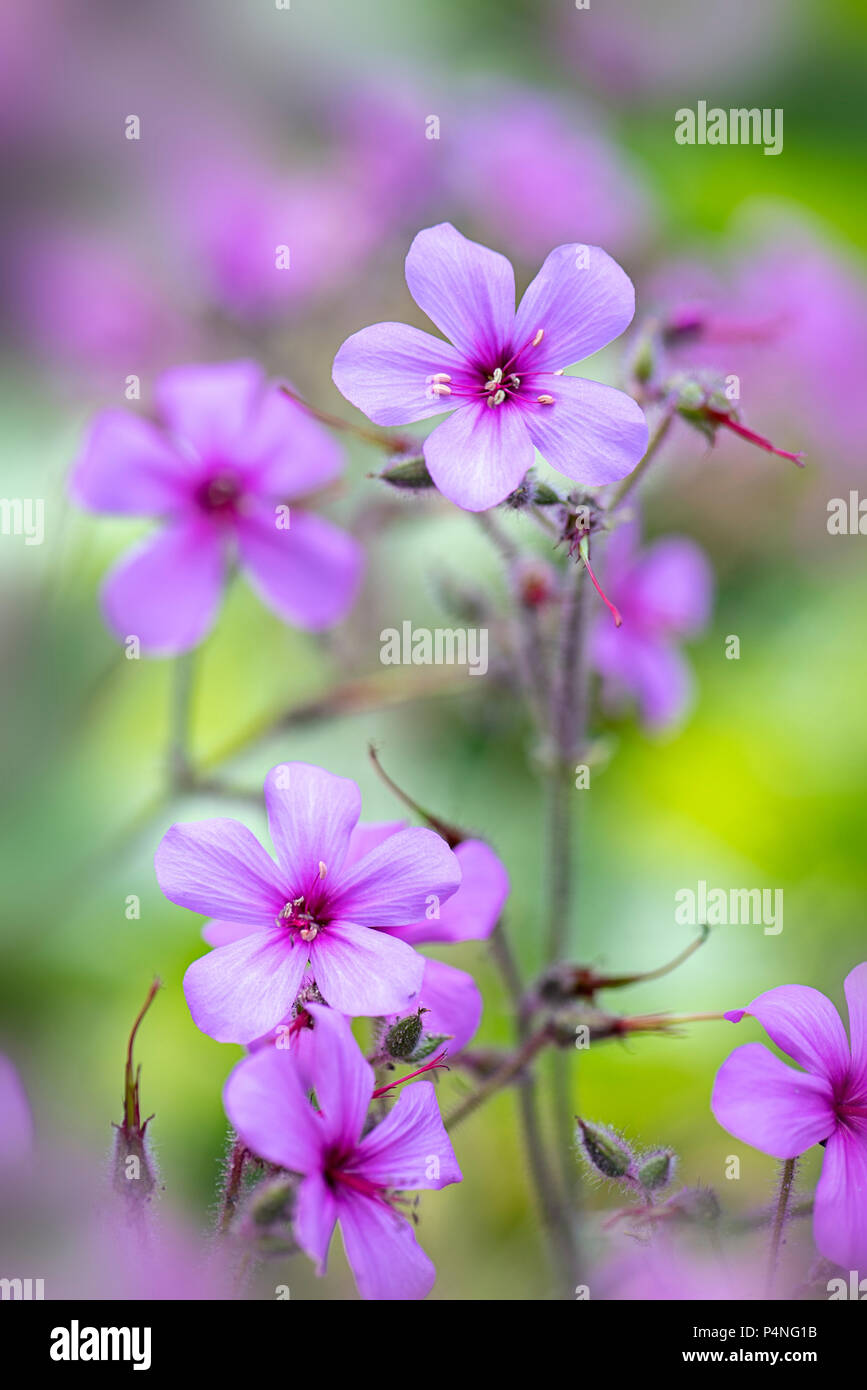 Close-up image of a purple, summer flowering Geranium Maderense flower ...