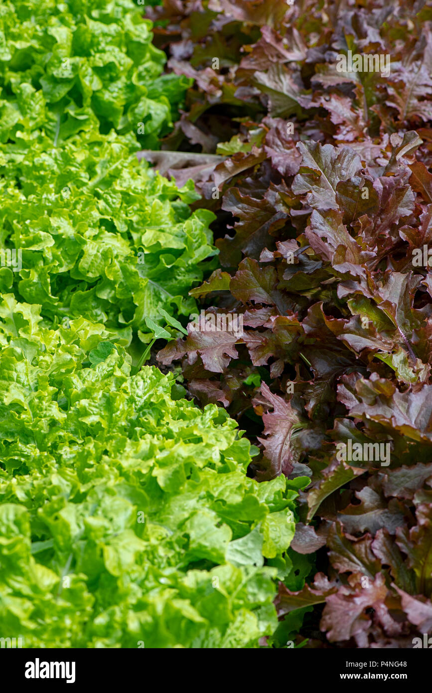 Close-up, full frame image of vibrant summer green and red lettuce ...