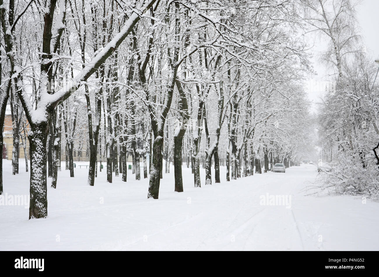 Winter landscape in a snow-covered park after a heavy wet snowfall. A ...
