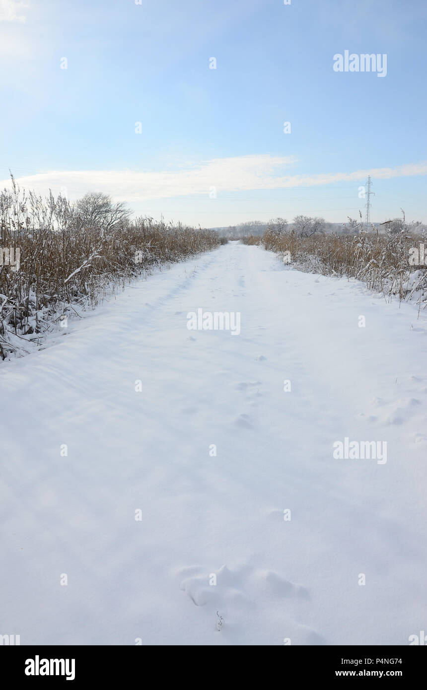 Snow-covered wild swamp with a lot of yellow reeds, covered with a ...