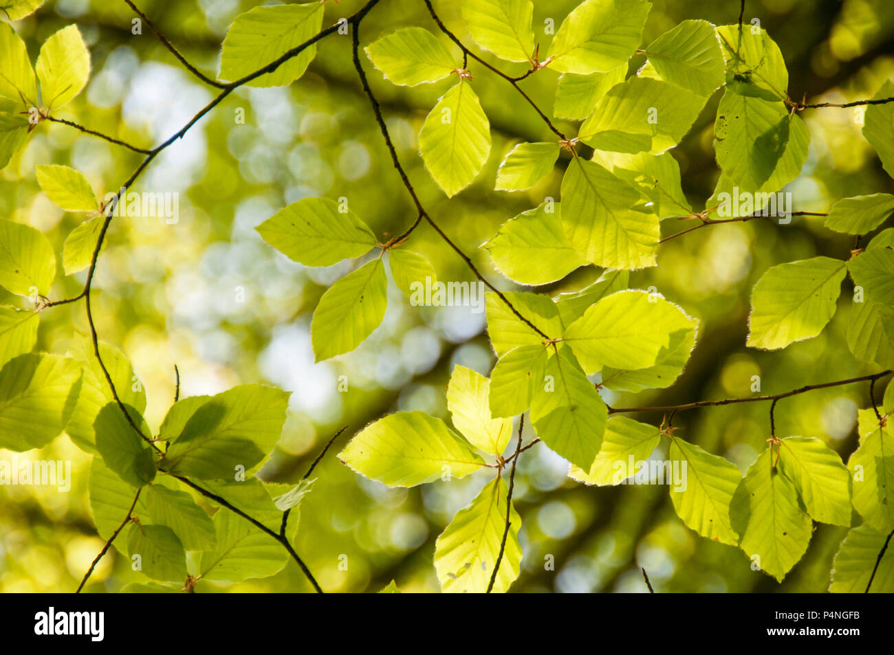 Image of leaves on a tree, filling the whole image Stock Photo - Alamy