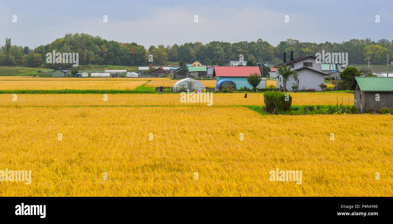 Summer rice field akita japan hi-res stock photography and images - Alamy
