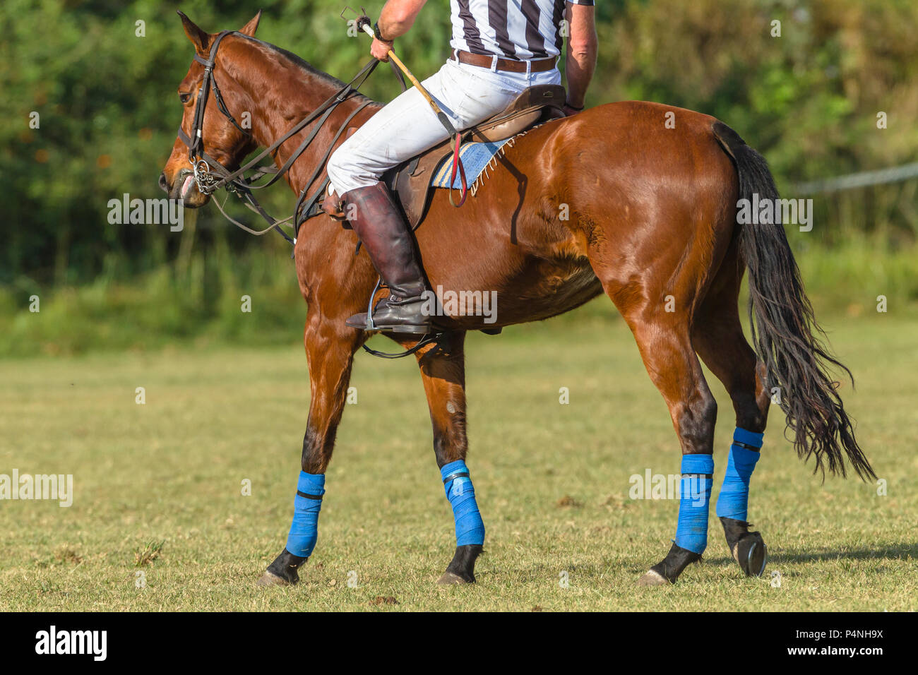 Polo referee and horse pony on field warm up before equestrian game ...