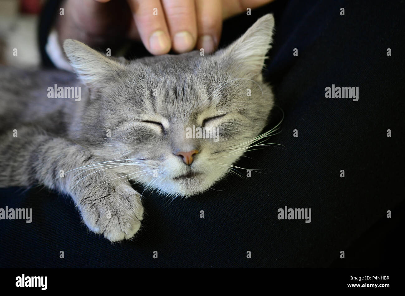 Human Hand Petting Cat Head High Resolution Stock Photography and ...
