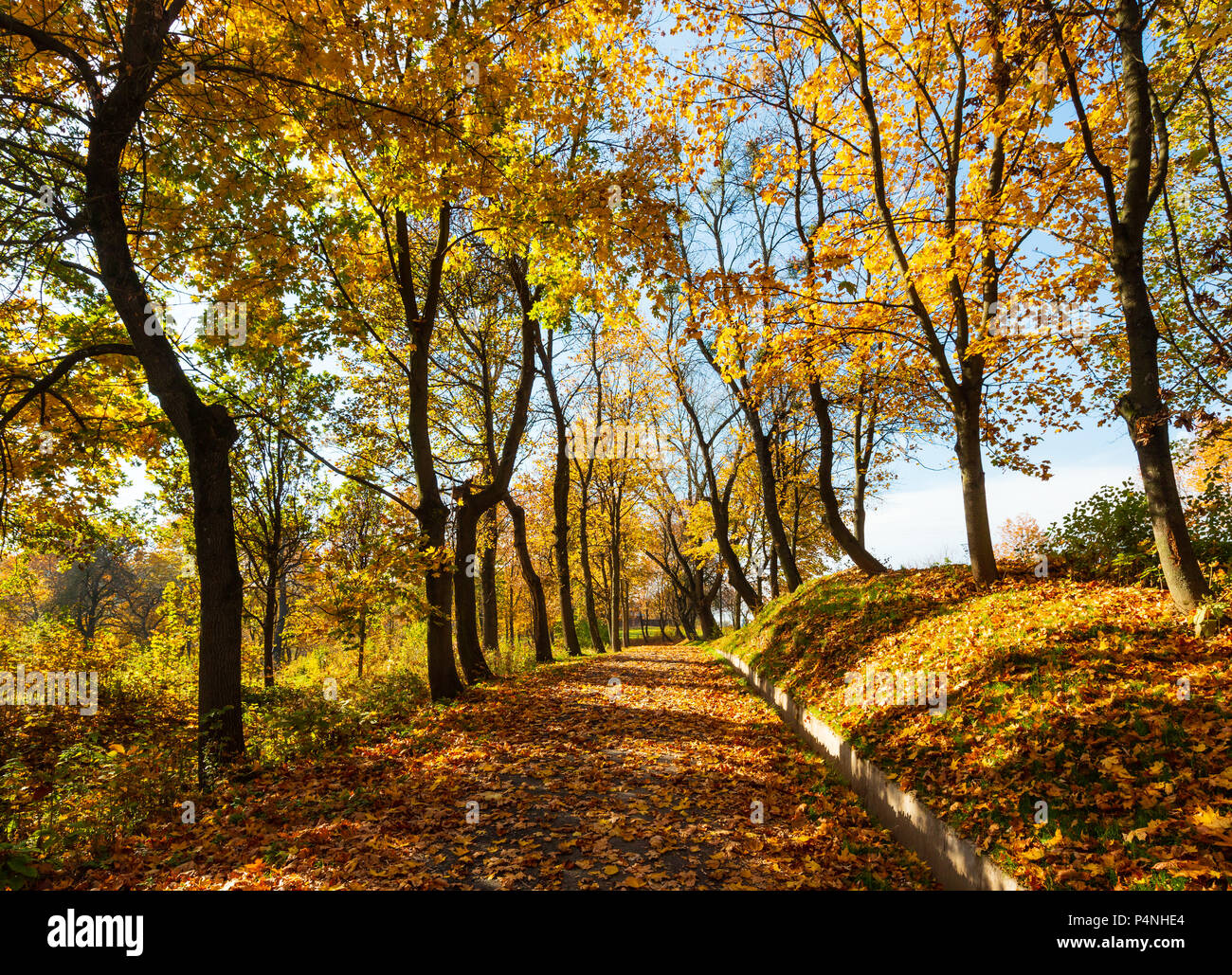 Pathway trees in park branch hi-res stock photography and images - Alamy
