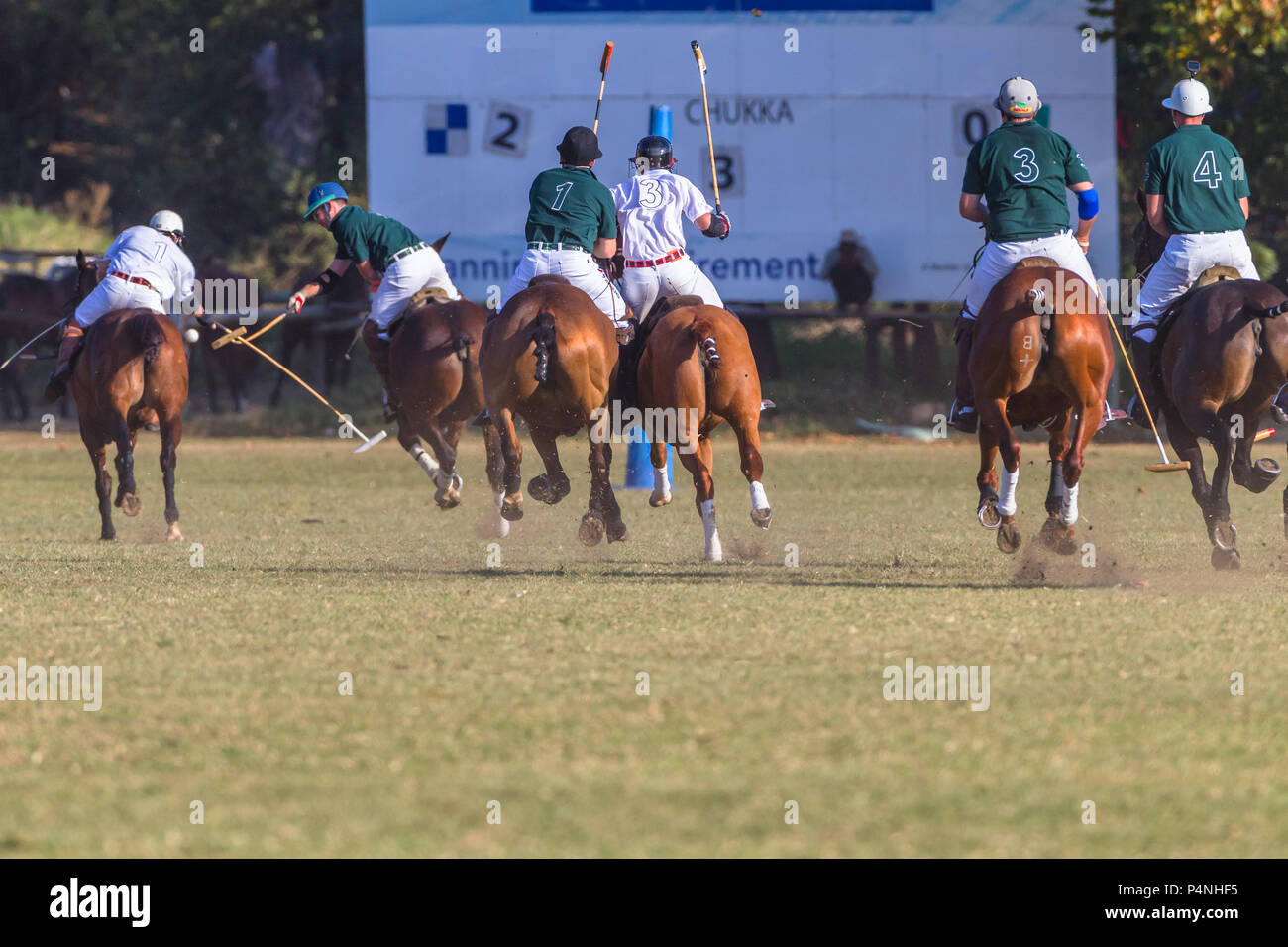 Polo riders players horses ponys game action equestrian sport Stock ...