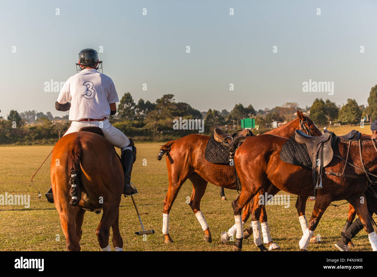 Polo rider player changes horse pony game action equestrian sport Stock ...