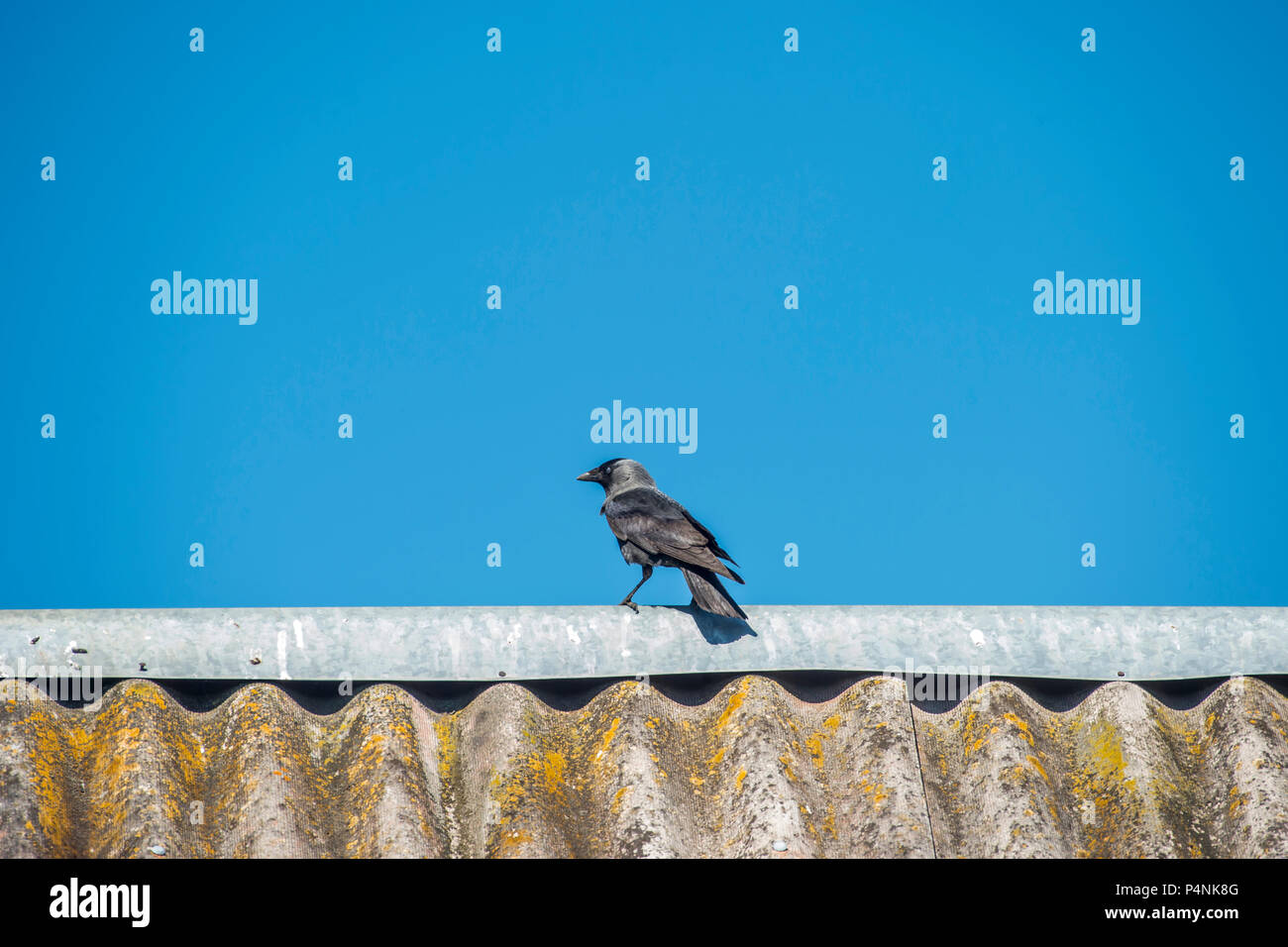 Raven rooftop hi-res stock photography and images - Alamy