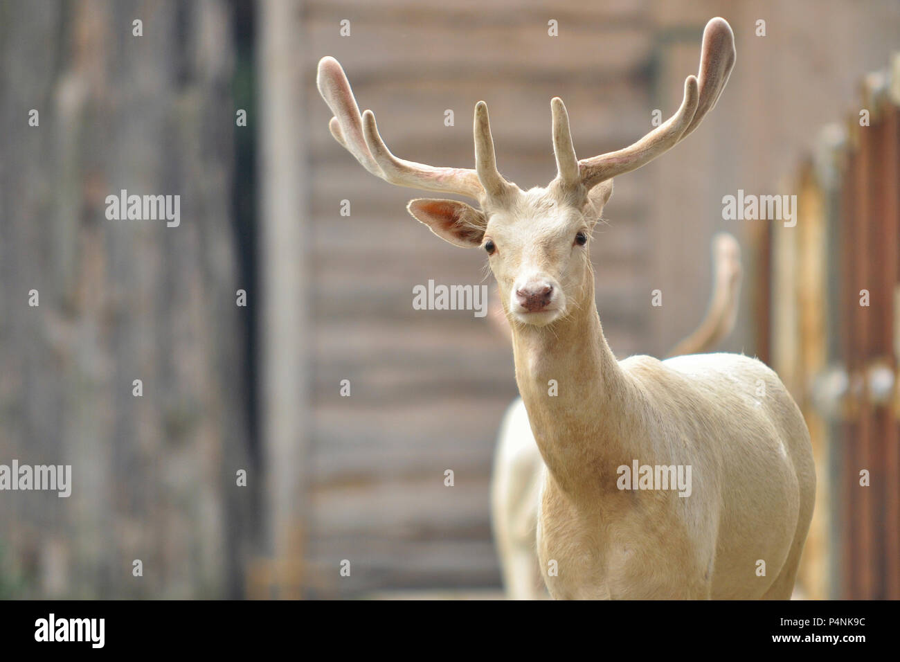 White Roe deer in autumn. Albino Buck. Autumn Portrait of Roe deer ...