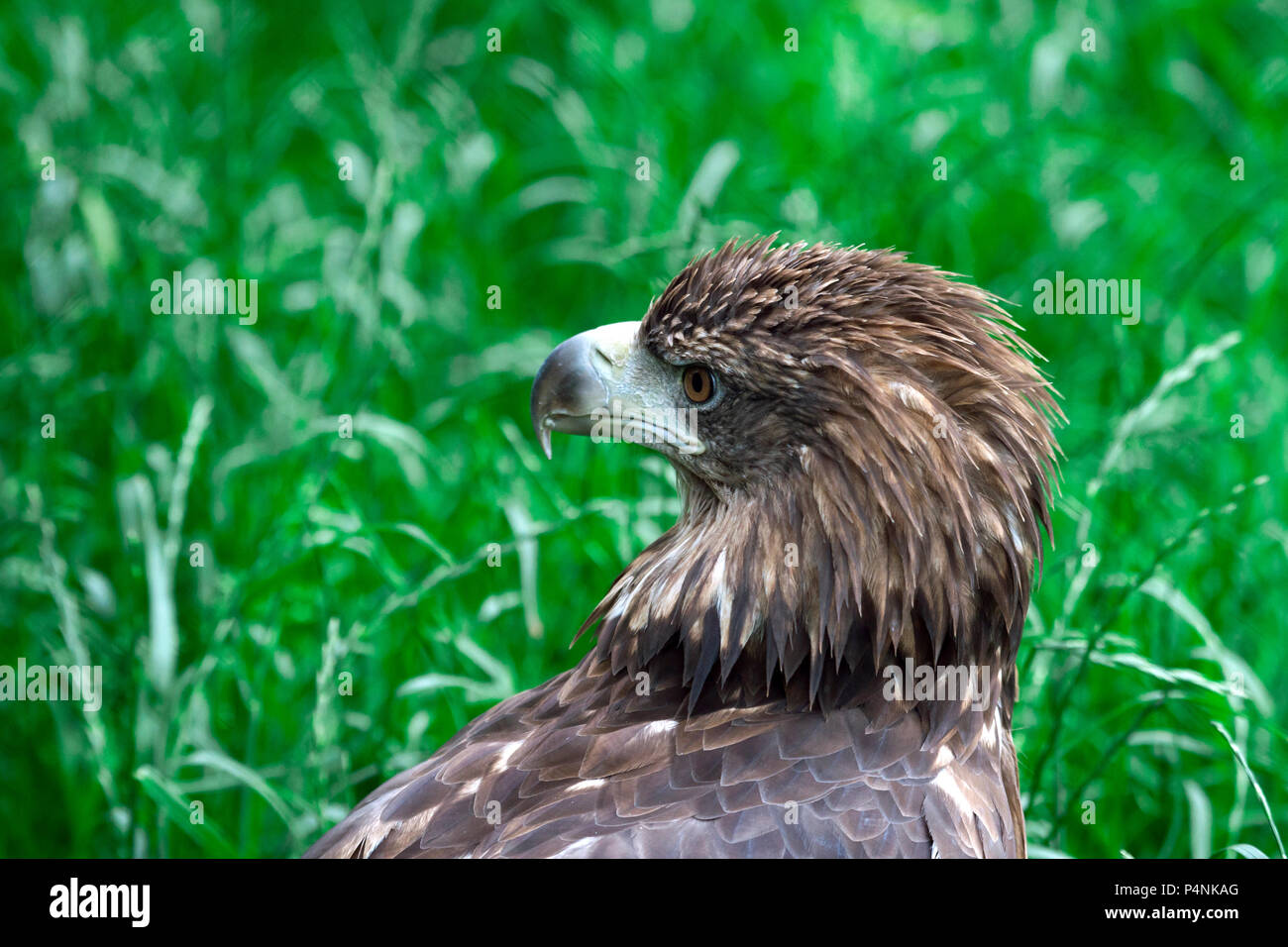 closeup of the head of a hawk on a green background with a clear view ...