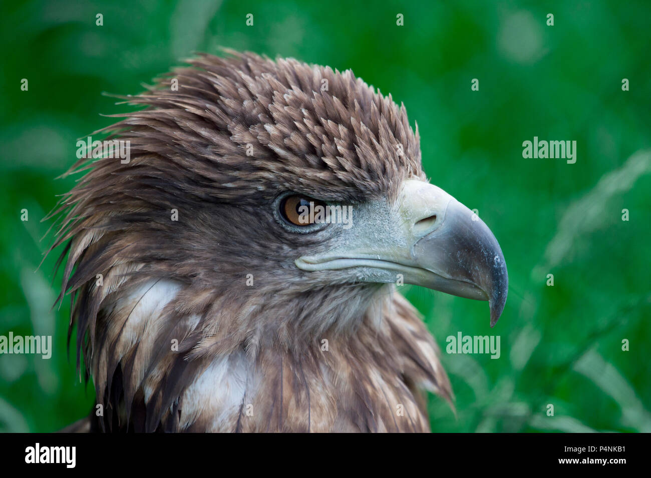 closeup of the head of a hawk on a green background with a clear view ...