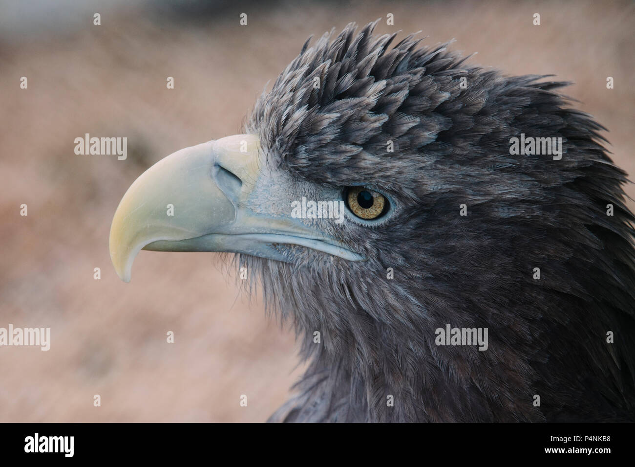 closeup of the head of a hawk on a blur background with a clear view of ...