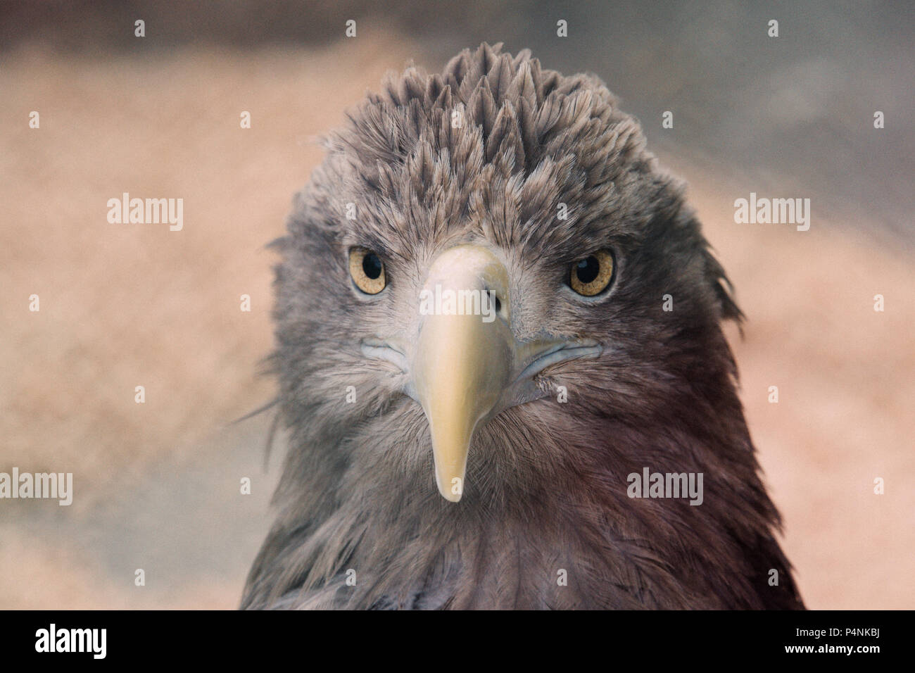 closeup of the head of a hawk on a blur background with a clear view of ...