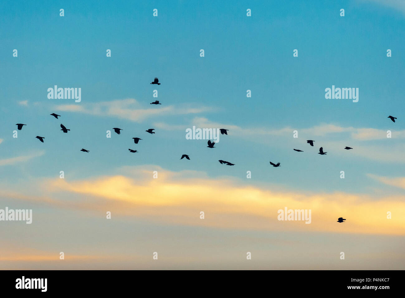 Silhouetted crows Flying in the Sunset Sky Stock Photo - Alamy