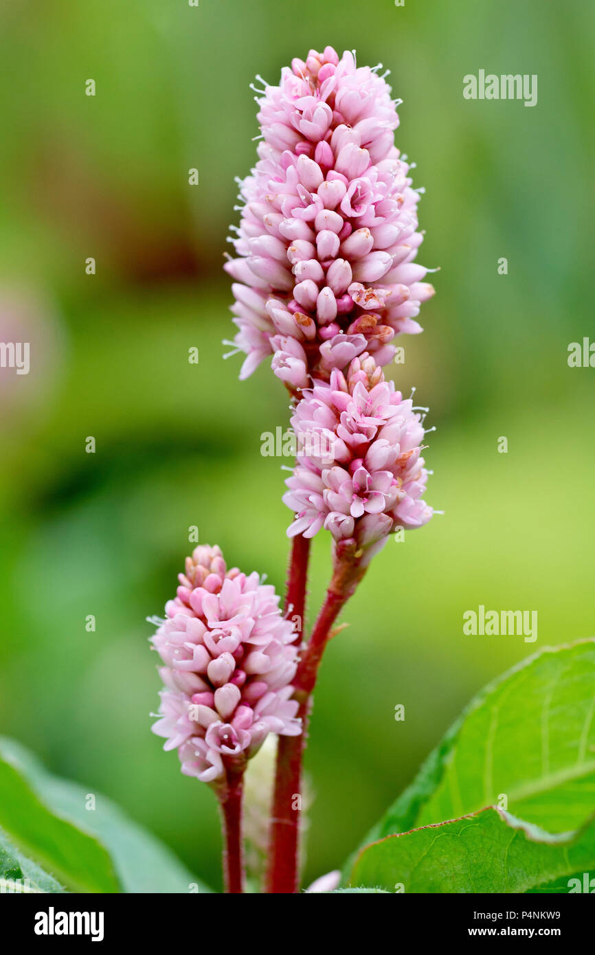 Individual flowers hi-res stock photography and images - Alamy