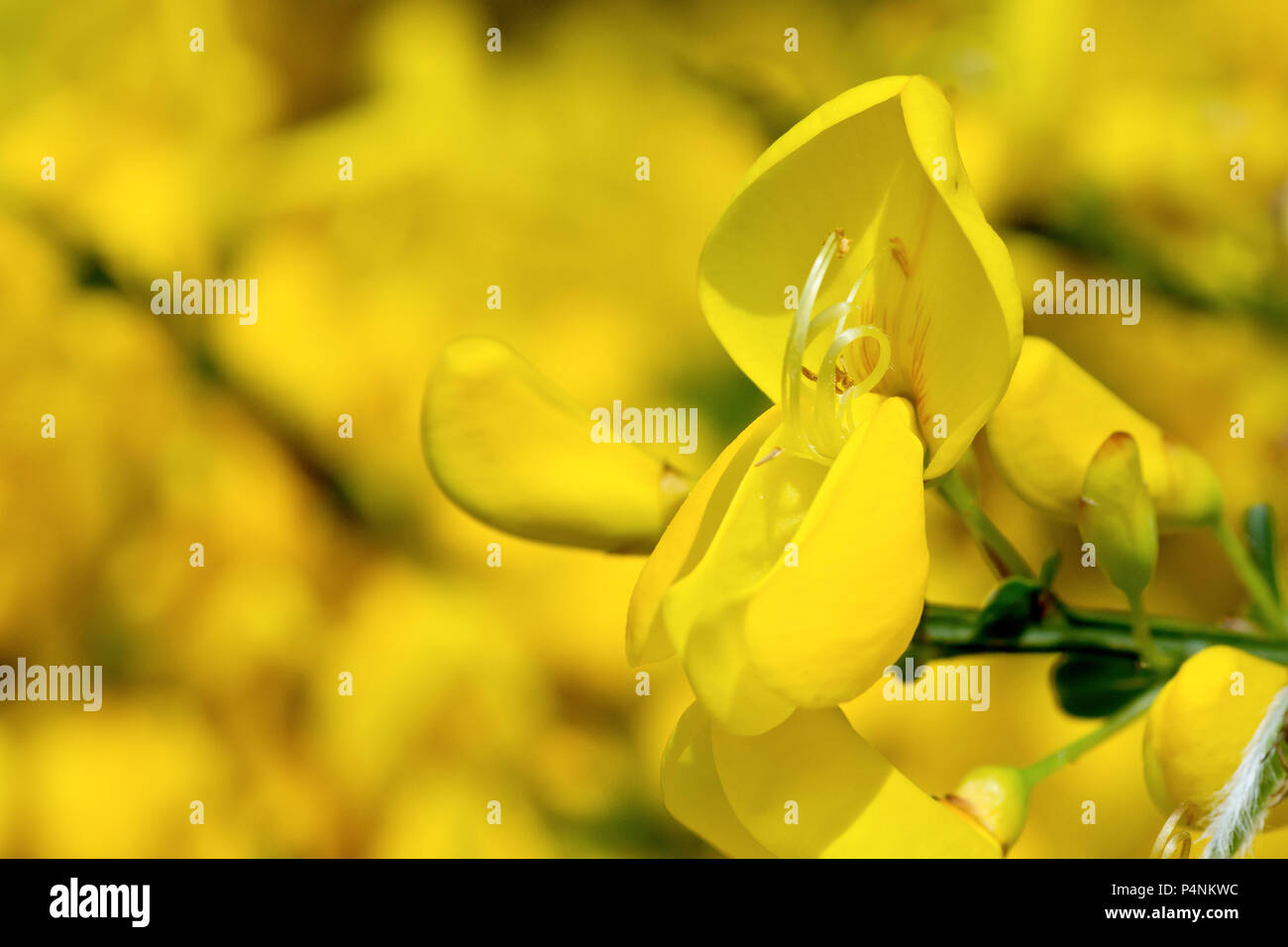 Cytisus scoparius flowering broom shrub hi-res stock photography and ...