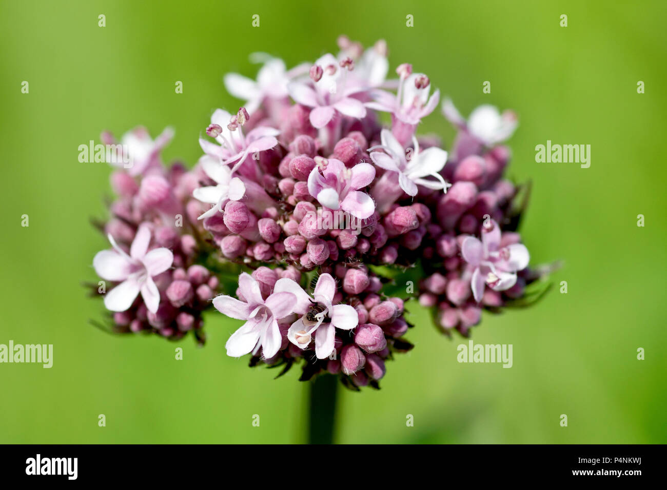 Common Valerian (valeriana officinalis), close up of a flower head ...