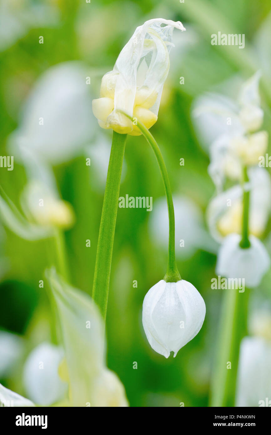 Paradoxum hi-res stock photography and images - Alamy
