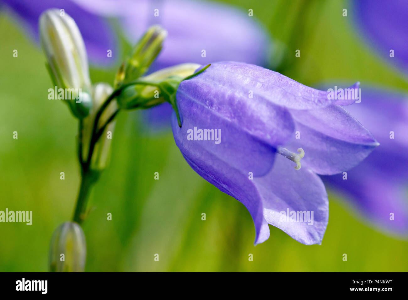 Scottish bluebell hi-res stock photography and images - Alamy