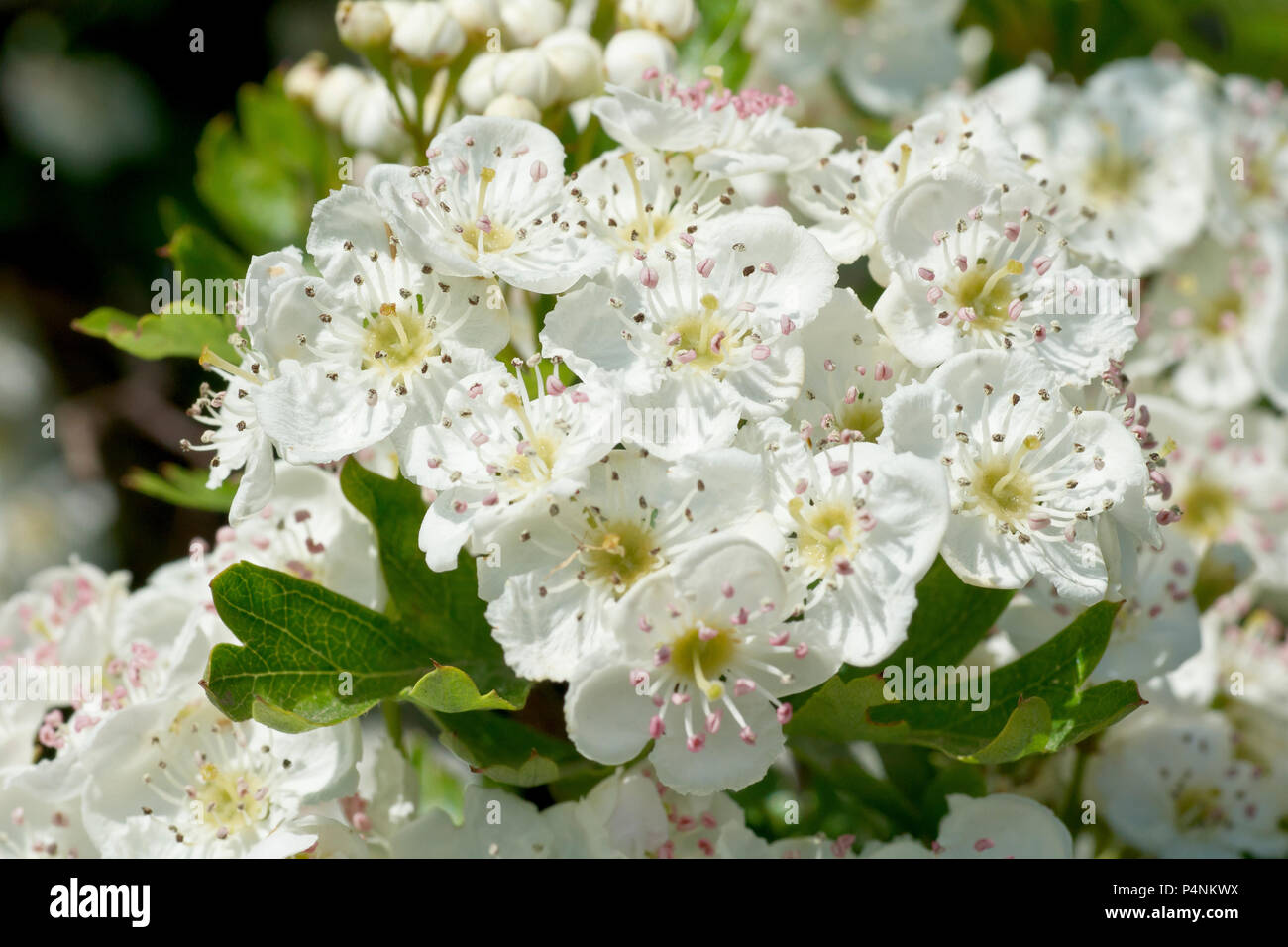 Hawthorn (crataegus monogyna), also known as Whitethorn or May-tree ...
