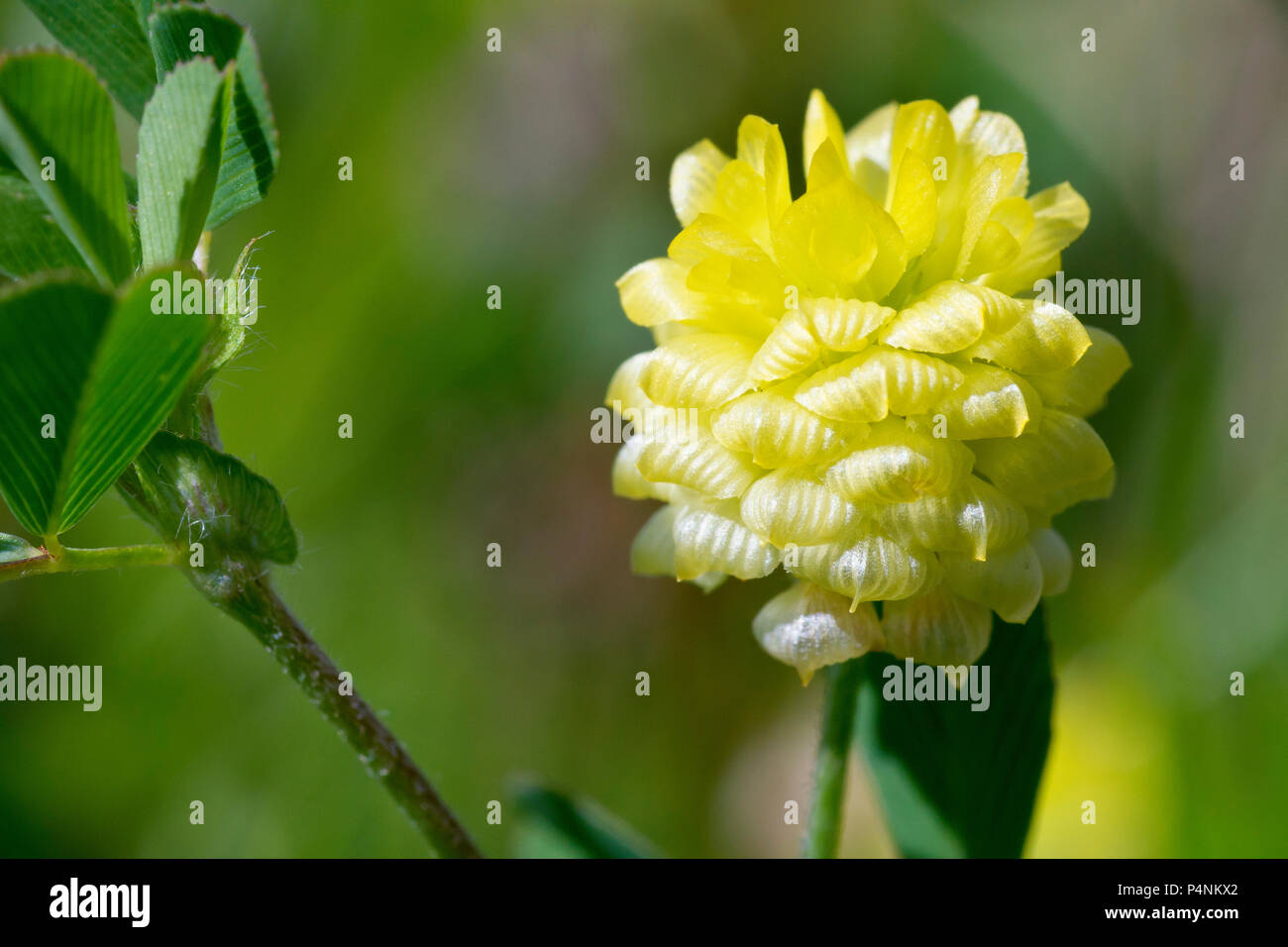 Hop Trefoil (trifolium campestre), close up showing the delicate ...