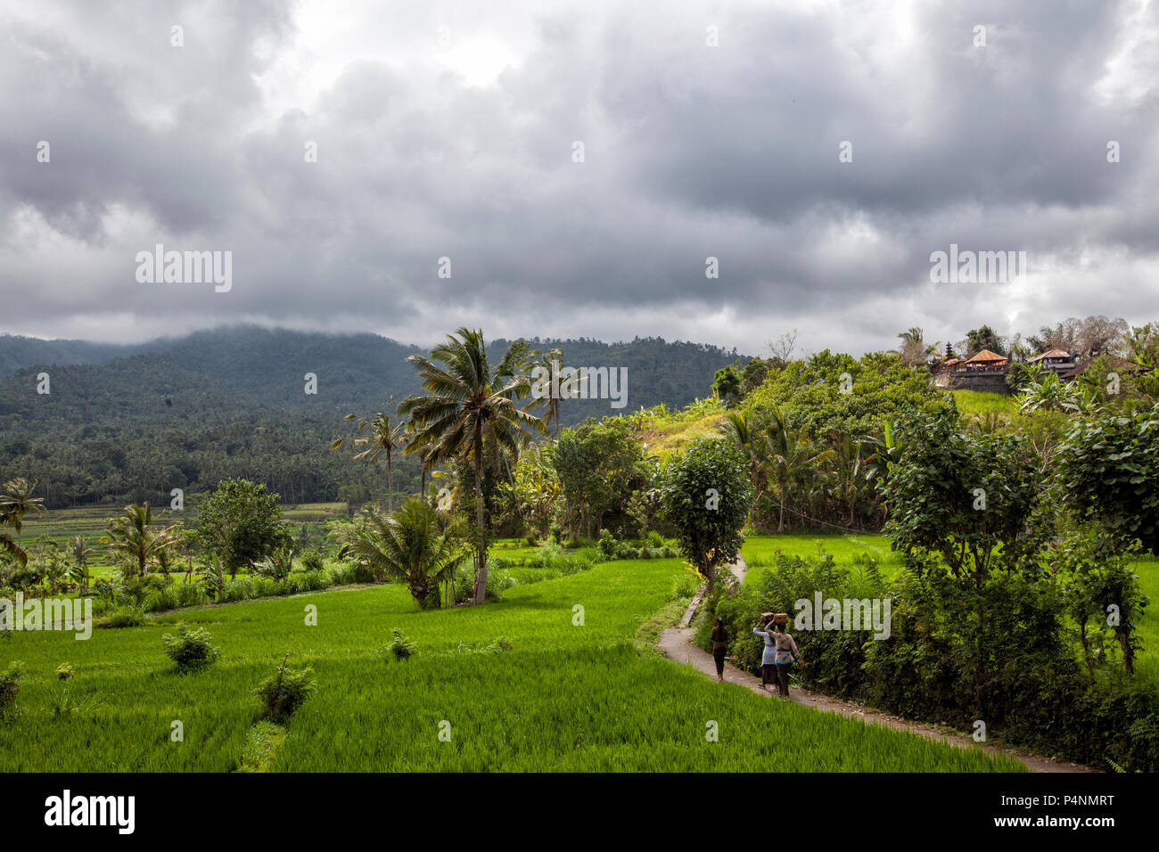 Women walking rice fields hi-res stock photography and images - Alamy