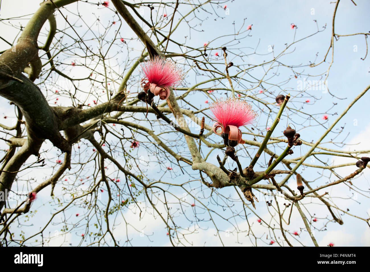 Flora cuban flower hi-res stock photography and images - Alamy