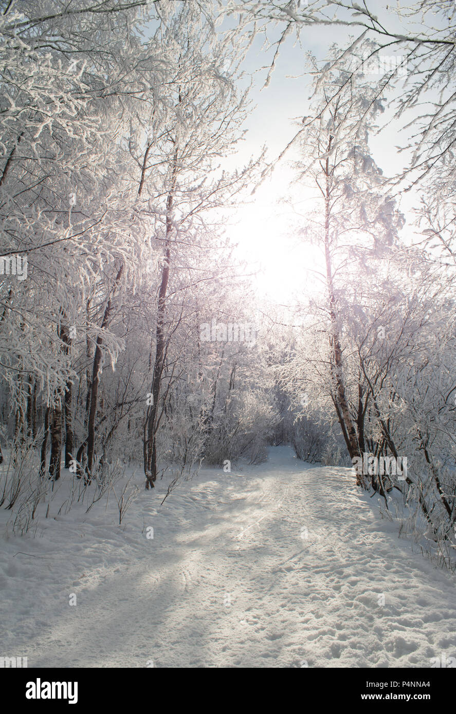 Alley between trees at park covered with snow Stock Photo - Alamy