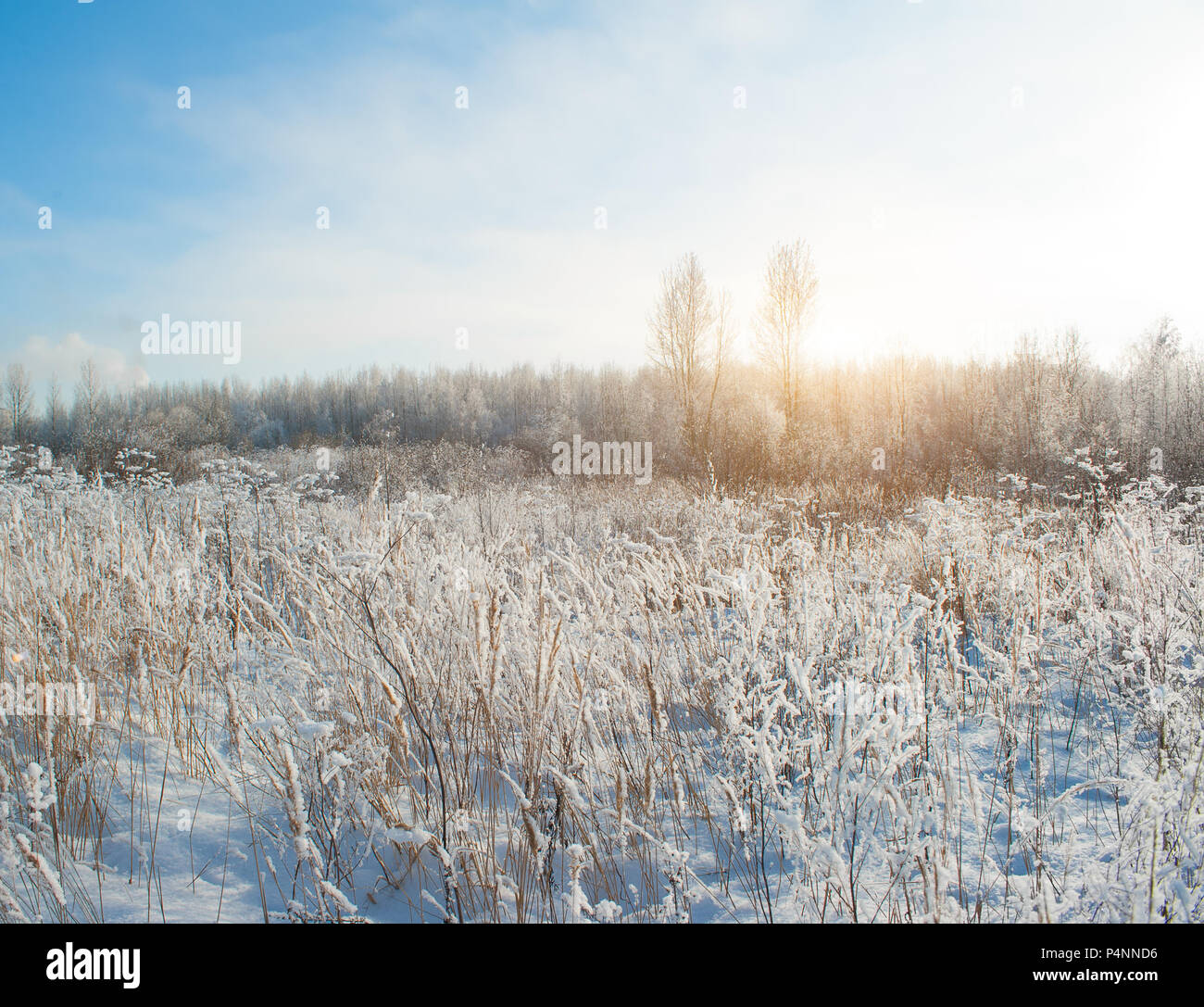 Winter snow at field with snowy trees Stock Photo - Alamy