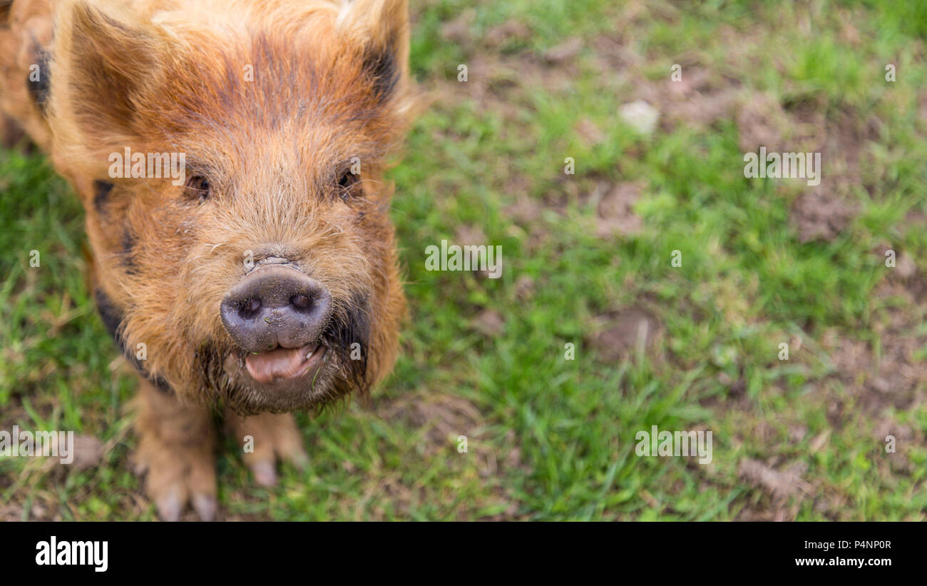 Brown pig hi-res stock photography and images - Alamy