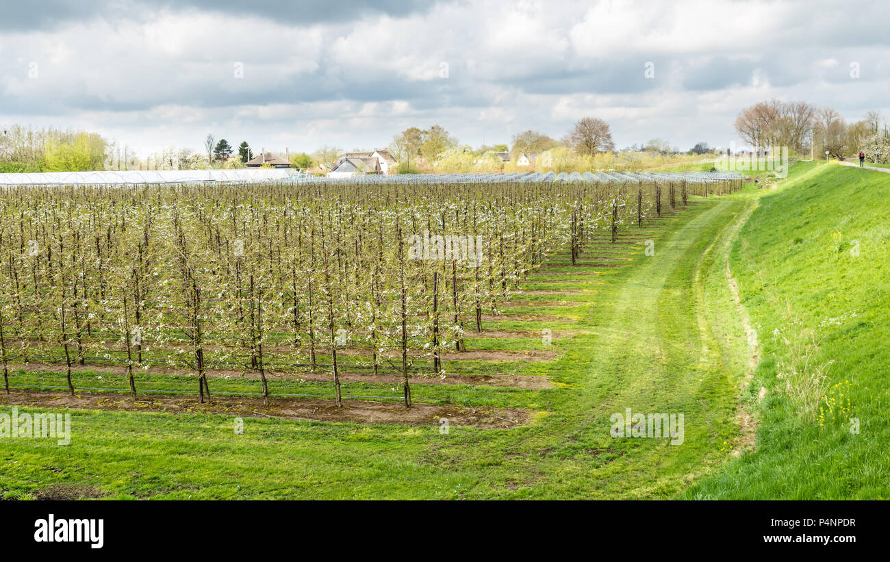 Dutch fruit orchards Holland Stock Photo - Alamy