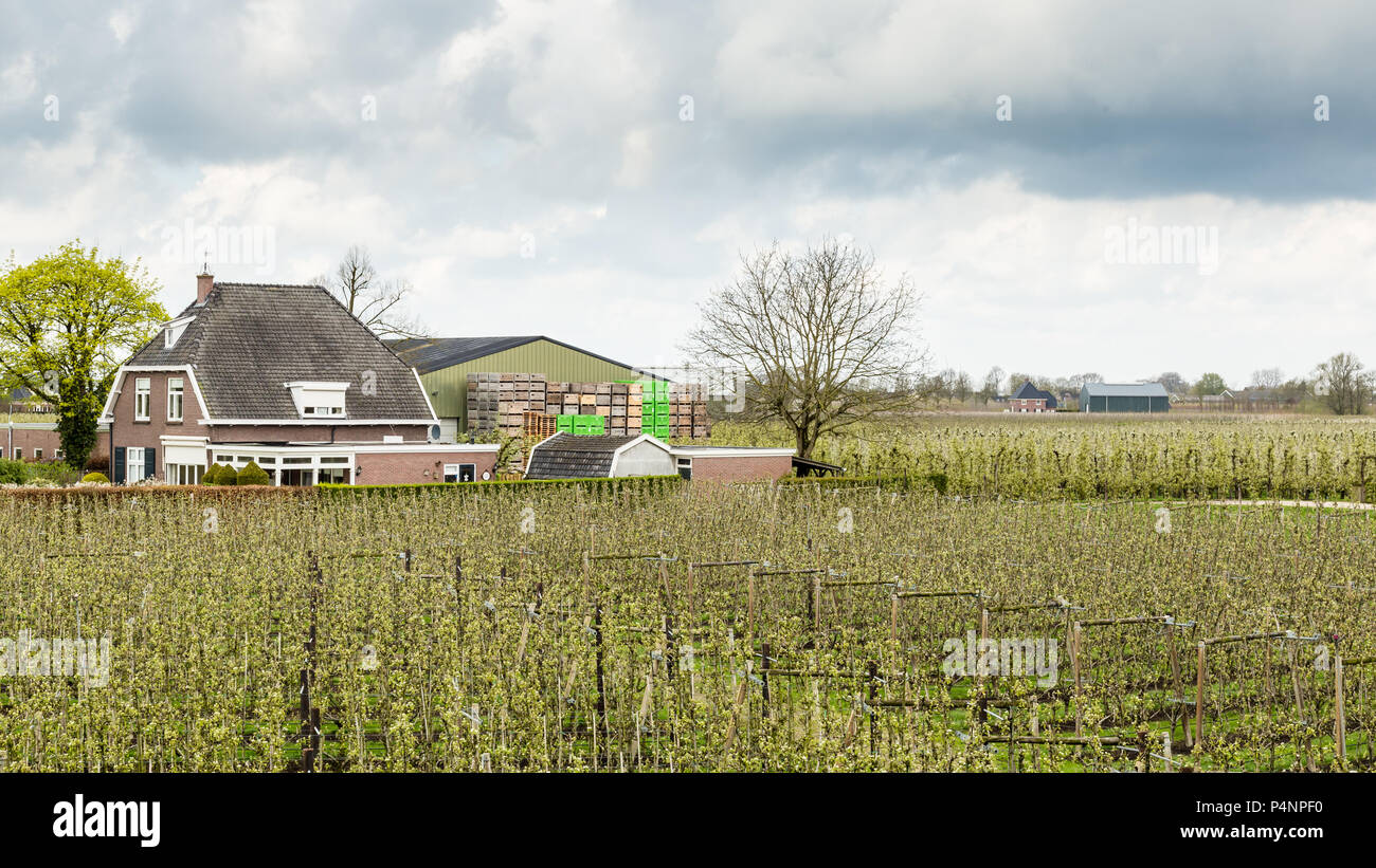 Dutch fruit orchards Holland Stock Photo - Alamy