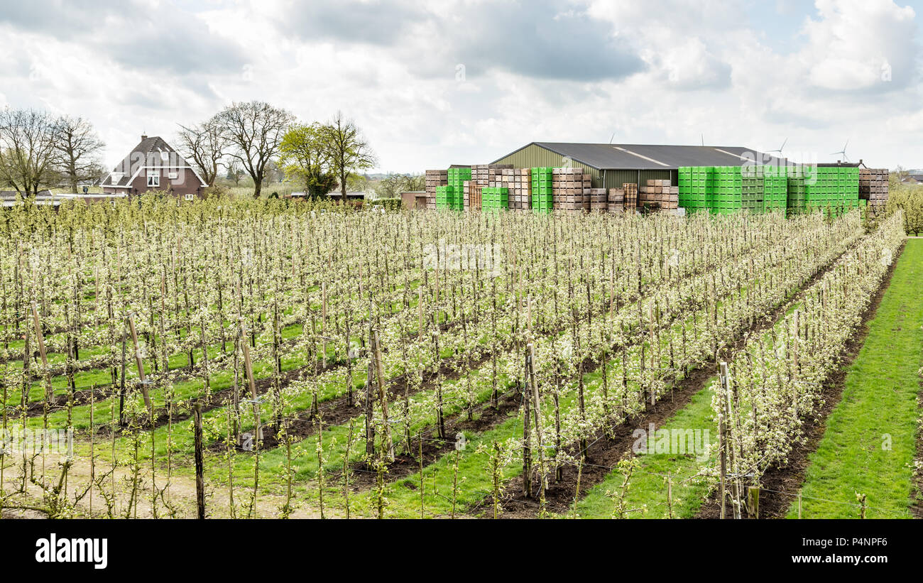 Dutch fruit orchards Holland Stock Photo - Alamy