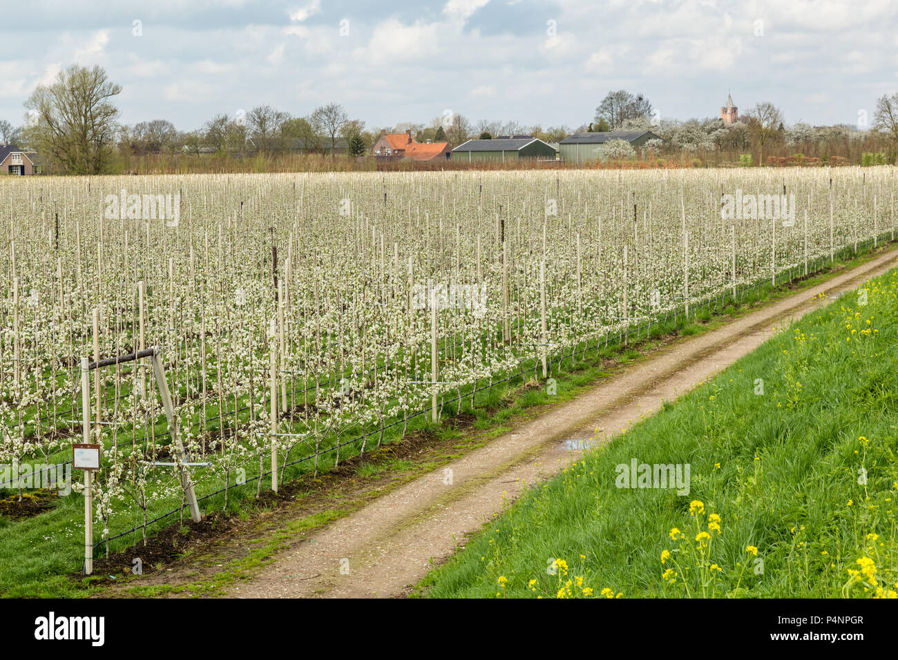 Dutch fruit orchards Holland Stock Photo - Alamy