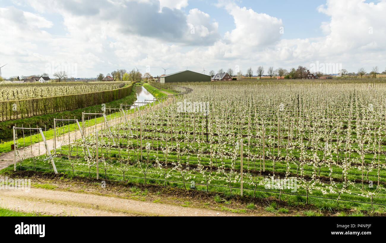 Dutch fruit orchards Holland Stock Photo - Alamy