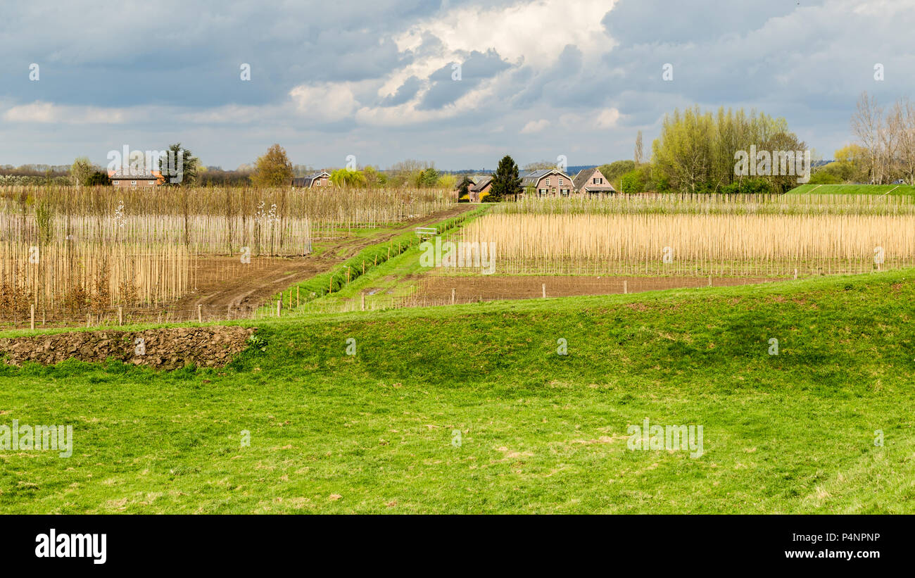 Dutch fruit orchards Holland Stock Photo - Alamy