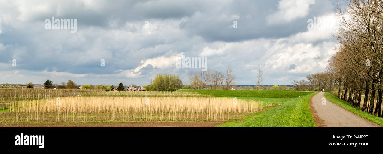 Dutch fruit orchards Holland Stock Photo - Alamy
